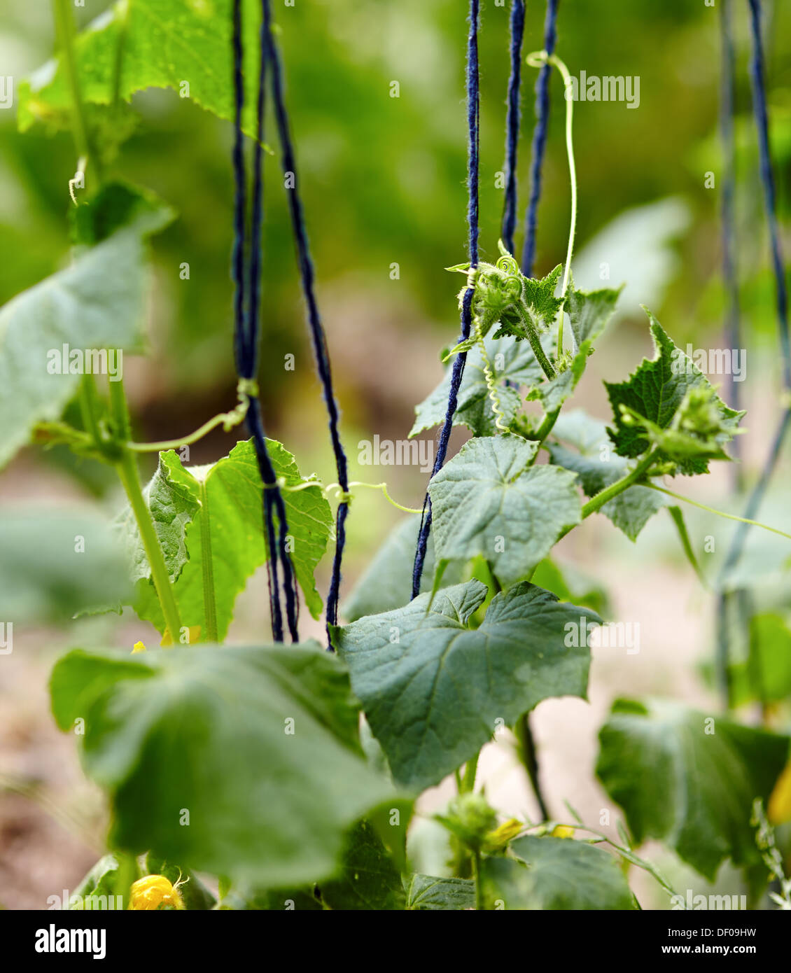 Courgette leaves hi-res stock photography and images - Alamy