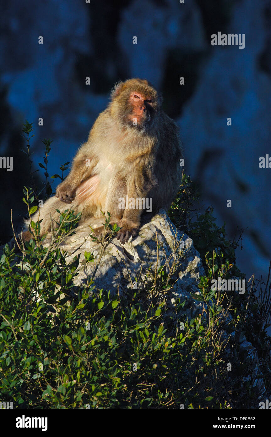 Barbary Macaque (Macaca sylvanus). Gibraltar, UK Stock Photo - Alamy