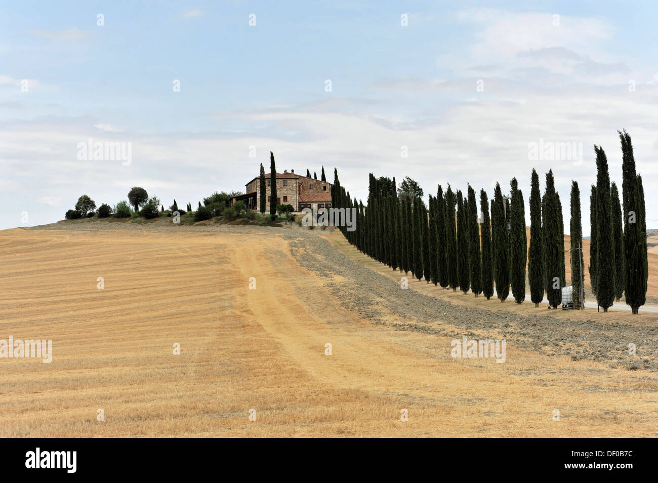 Tree-lined road, cypresses and a farmhouse, south of Pienza, Tuscany ...