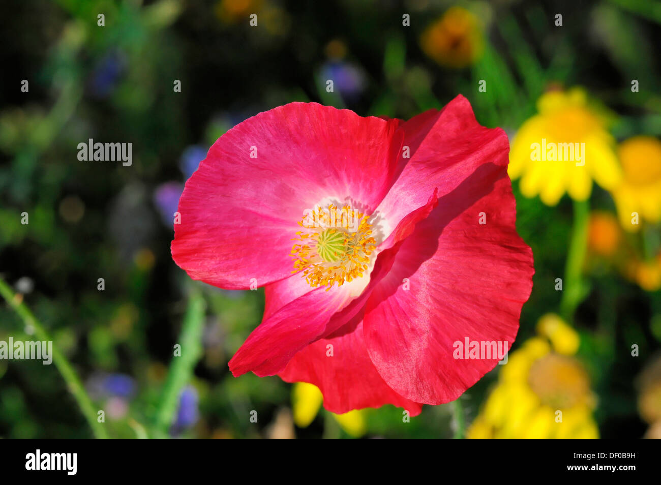Hybrid poppy (Papaver rhoeas L. Hybride), Schwaebisch Gmuend, Baden ...