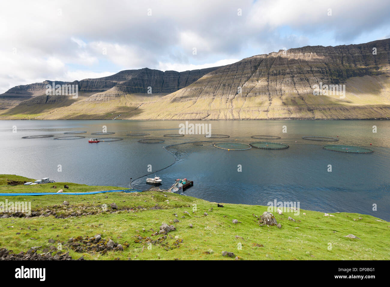 Fish farming in the fjord, Faroe Islands, Denmark, Northern Europe ...