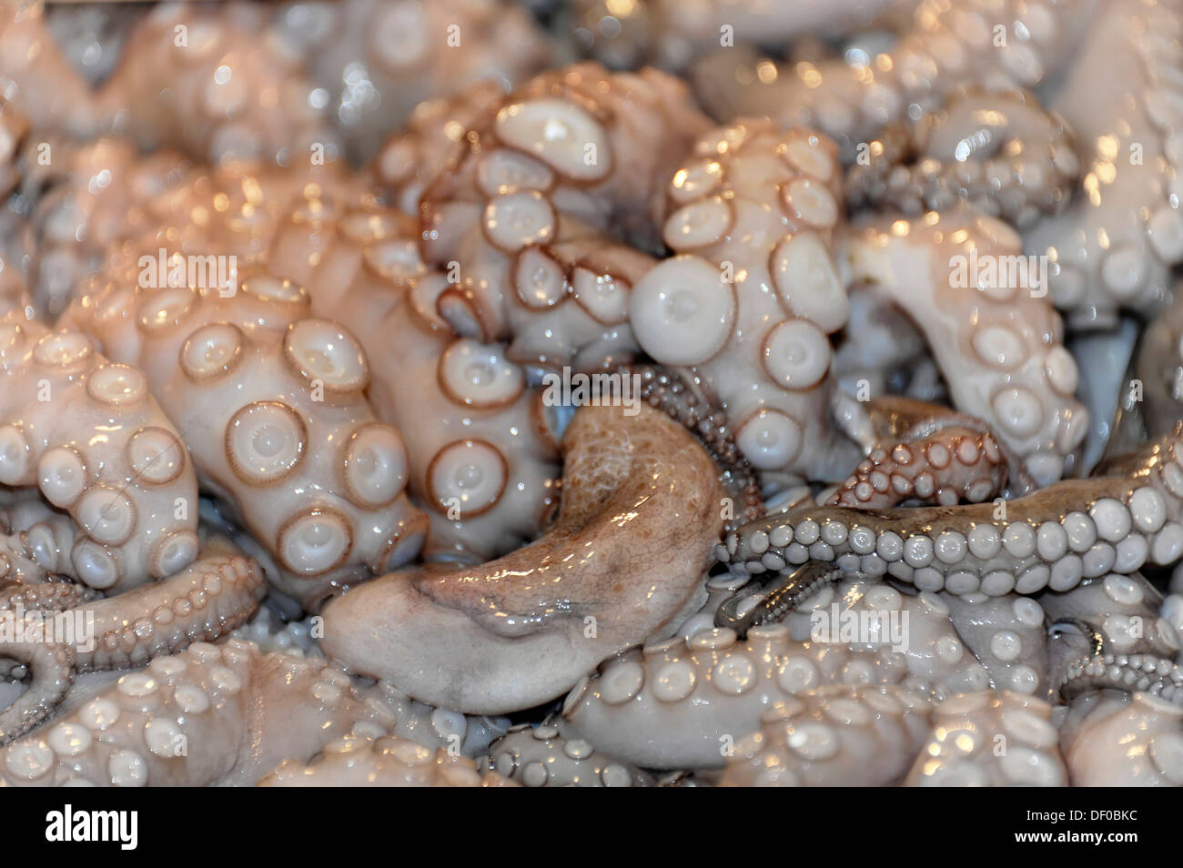 Squid on sale at the fish market, Campo de la Pescaria, Rialto Market ...