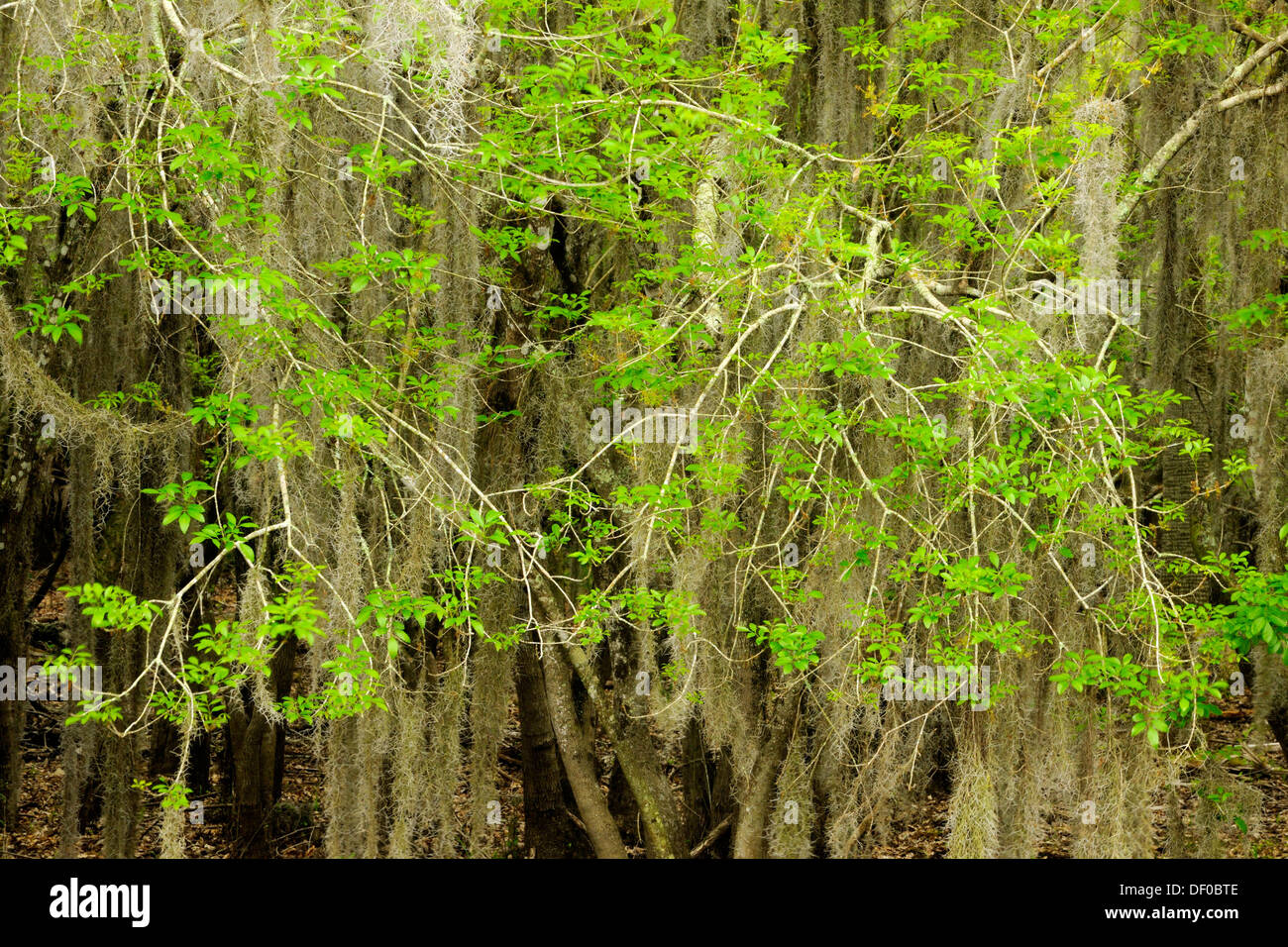 Oak trees with spring foliage hi-res stock photography and images - Alamy