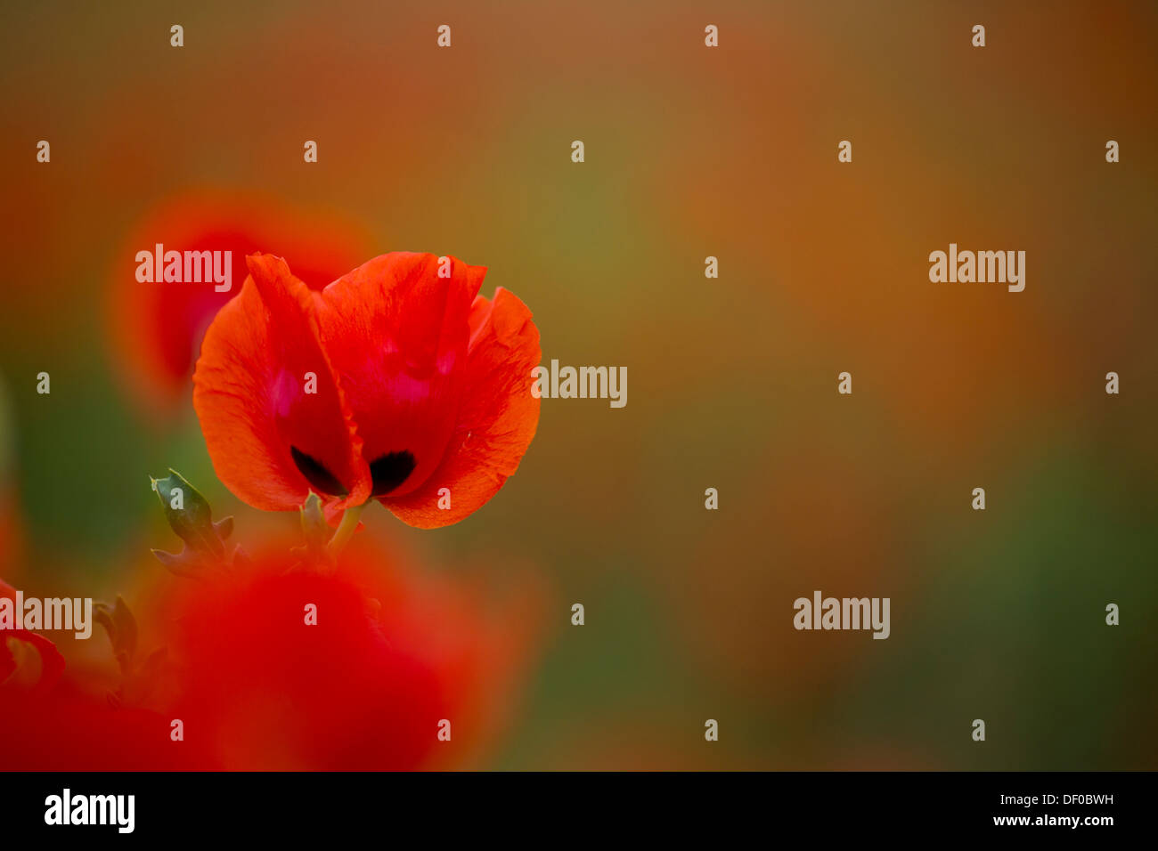 Poppies turkey hi-res stock photography and images - Alamy