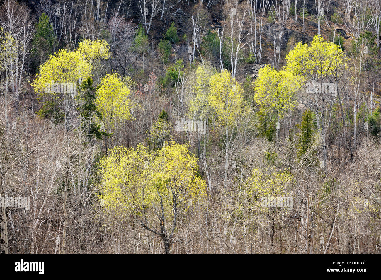 Woodlands biodiversity diverse hi-res stock photography and images - Alamy