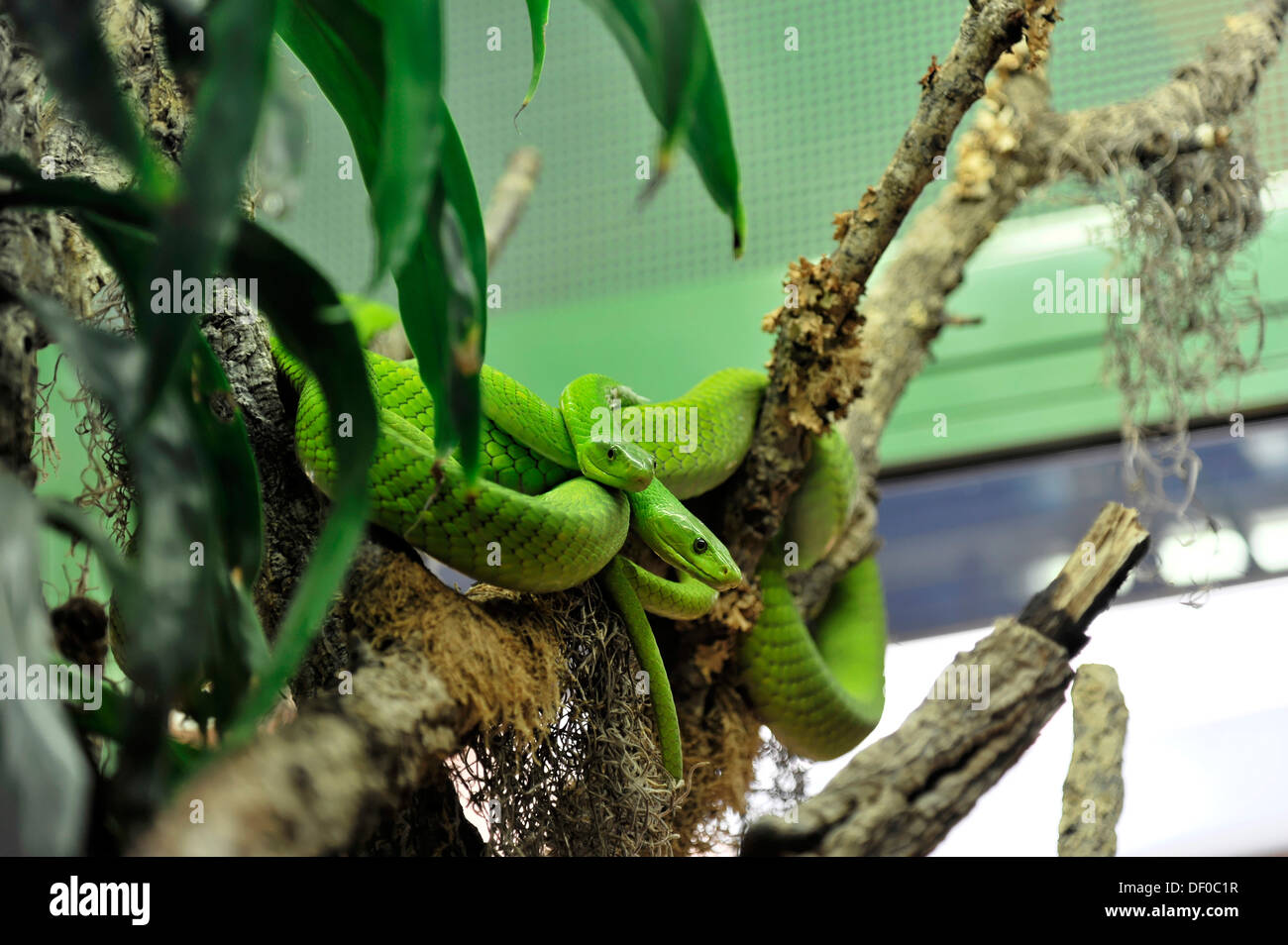 Green Mamba Snake In Tree