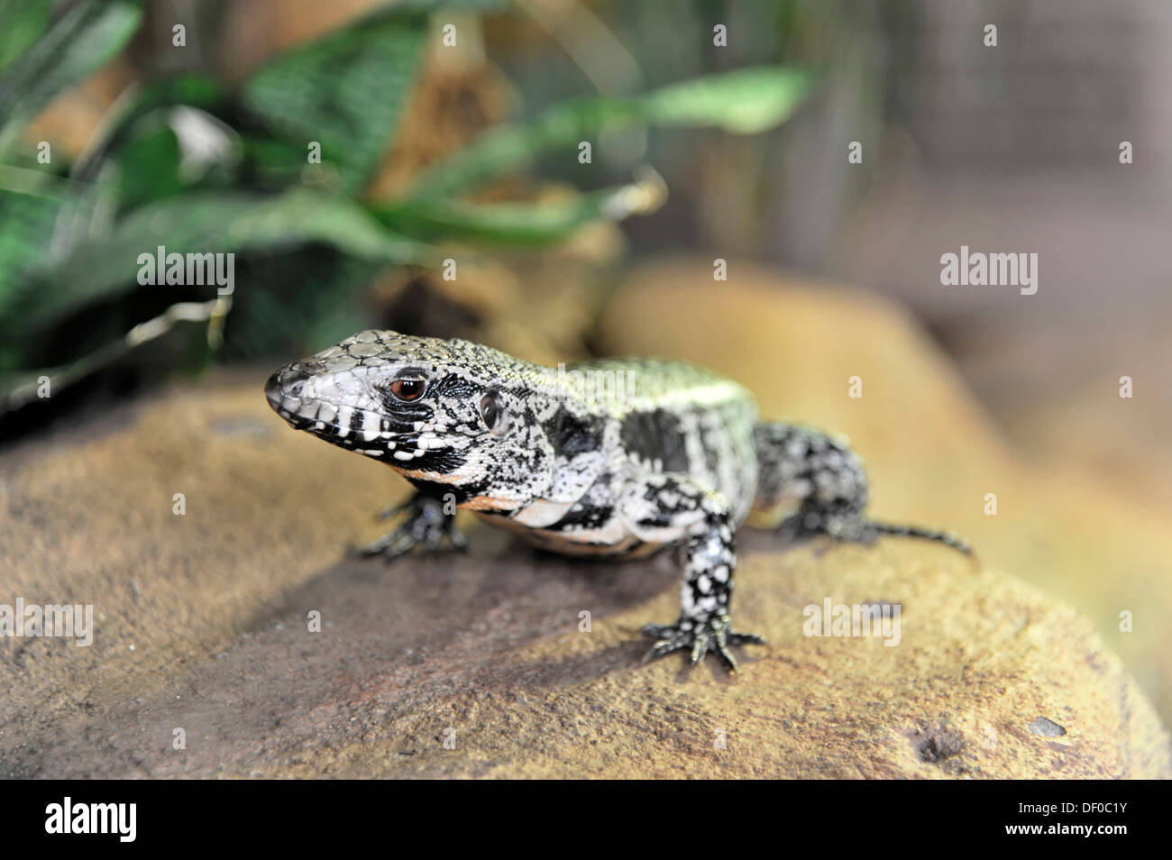 Argentine black white tegu hi-res stock photography and images - Alamy