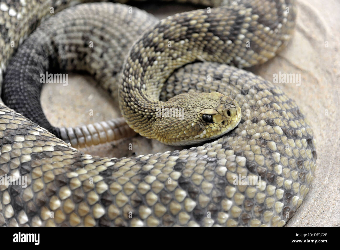 Mexican West Coast Rattlesnake (Crotalus basiliskus), poisonous snake ...