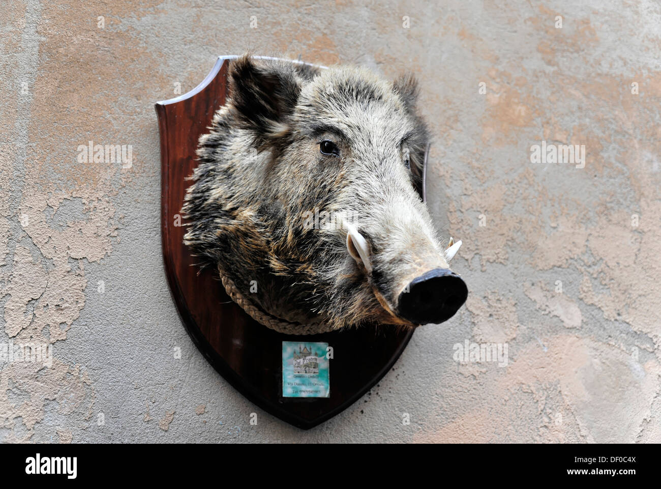 Wild boar trophy hanging on the wall of a deli or delicatessen food ...