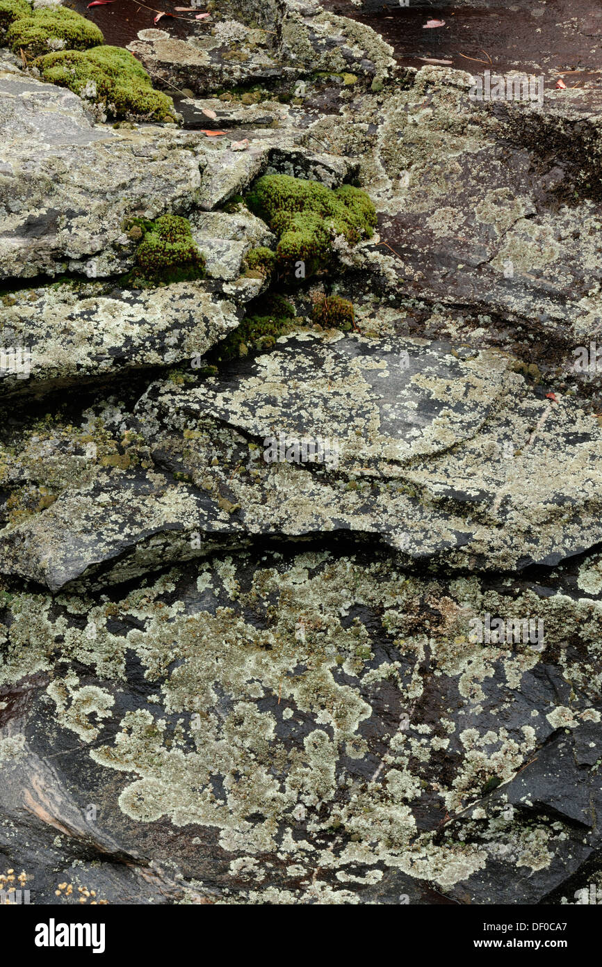 Lichen colonies hi-res stock photography and images - Alamy