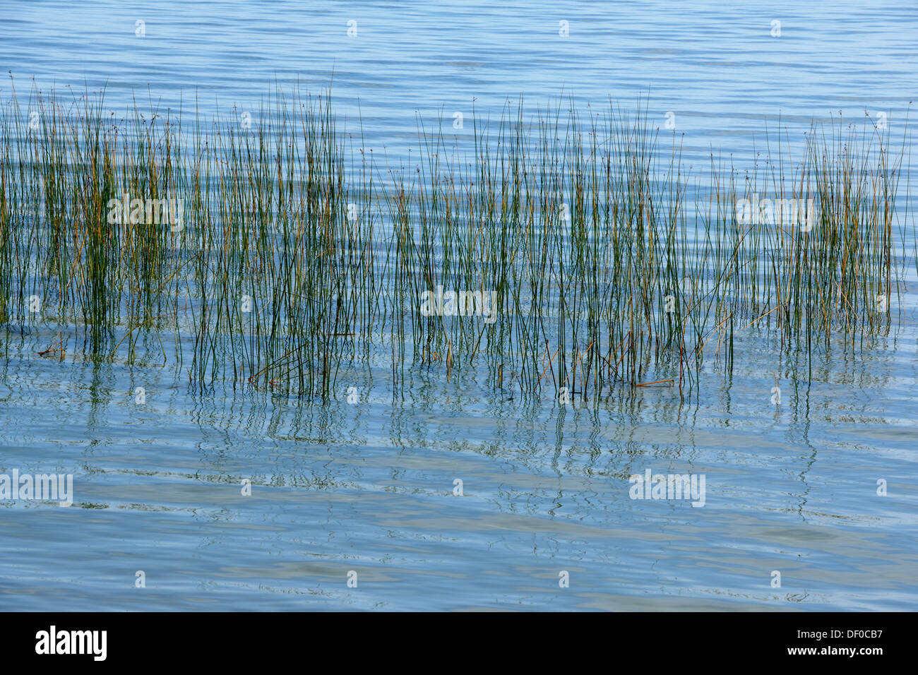 Hard stem hi-res stock photography and images - Alamy