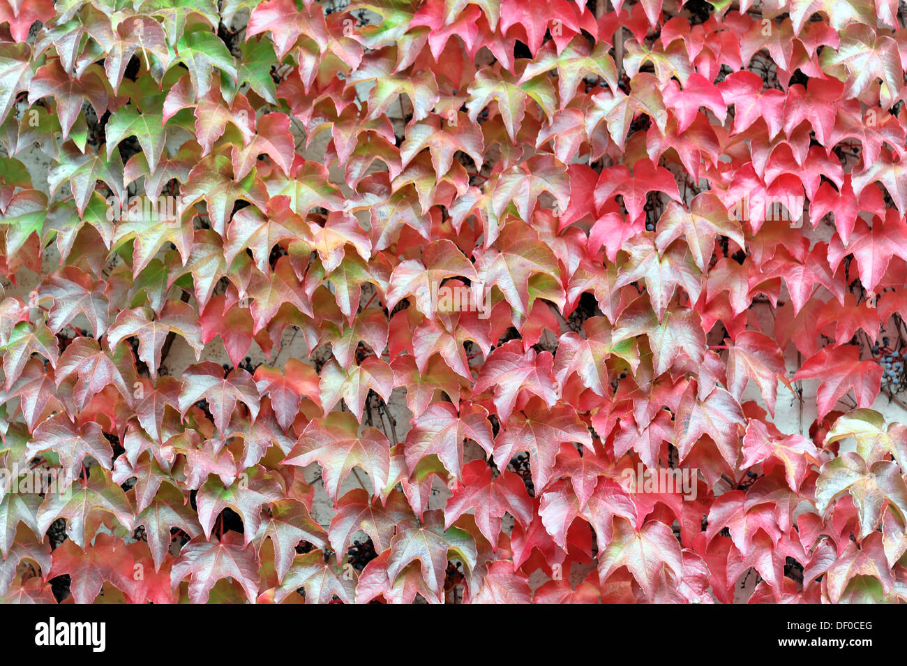 Japanese creeper, Boston ivy (Parthenocissus tricuspidata) on a wall ...