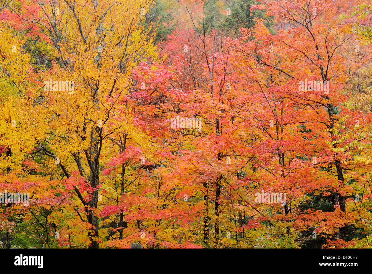 Mature maples ontario hi-res stock photography and images - Alamy