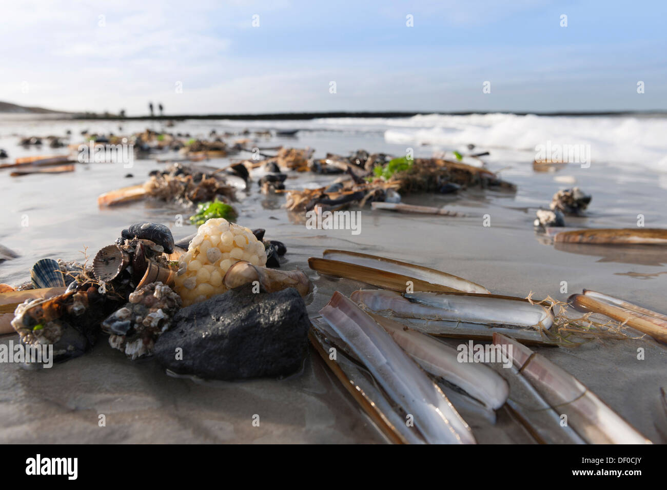 Shells on the north sea beach hi-res stock photography and images - Alamy