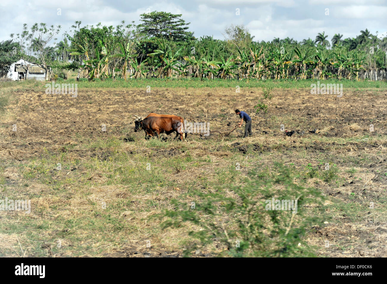 Farmers ploughing a field with cattle High Resolution Stock Photography ...