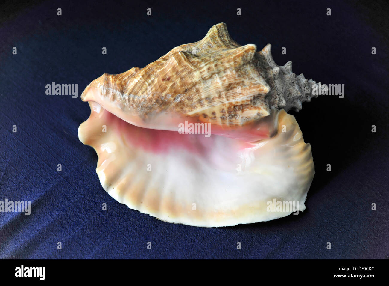 Conch snail shell, Trinidad, Sancti Spiritus province, Cuba, Greater ...