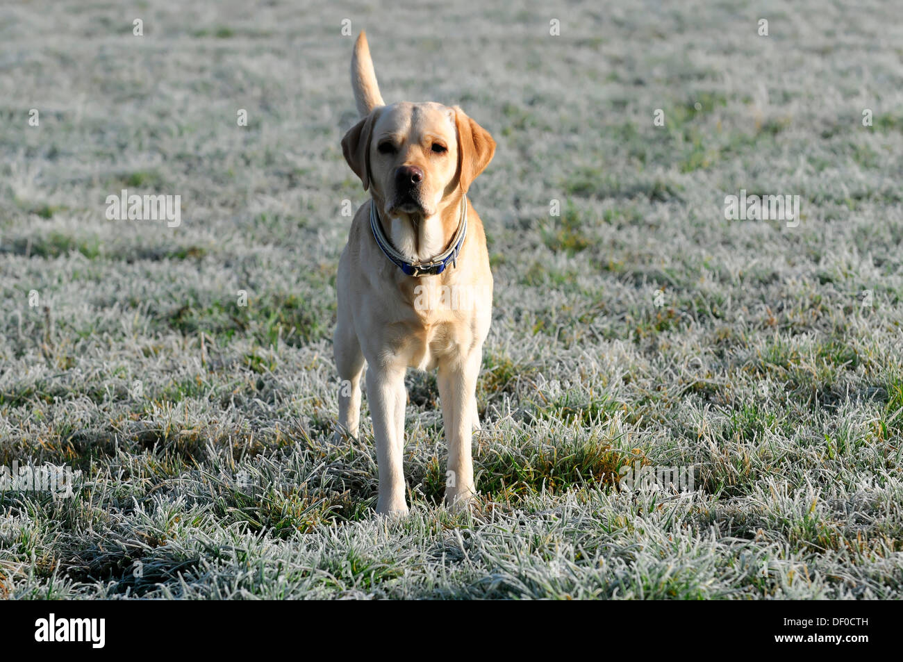 Yellow Labrador Retriever Stock Photo - Alamy