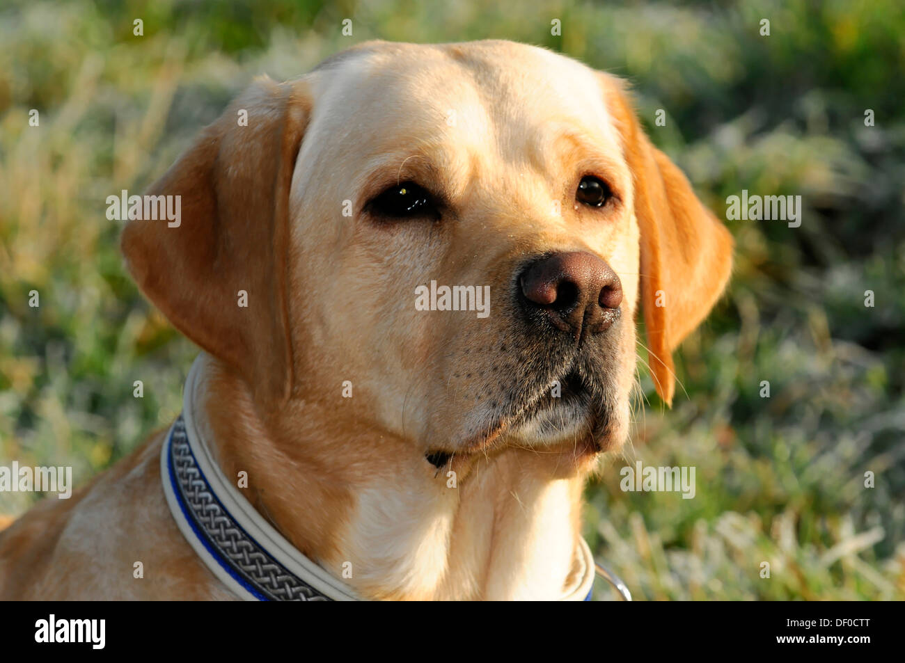 Yellow Labrador Retriever, portrait Stock Photo - Alamy