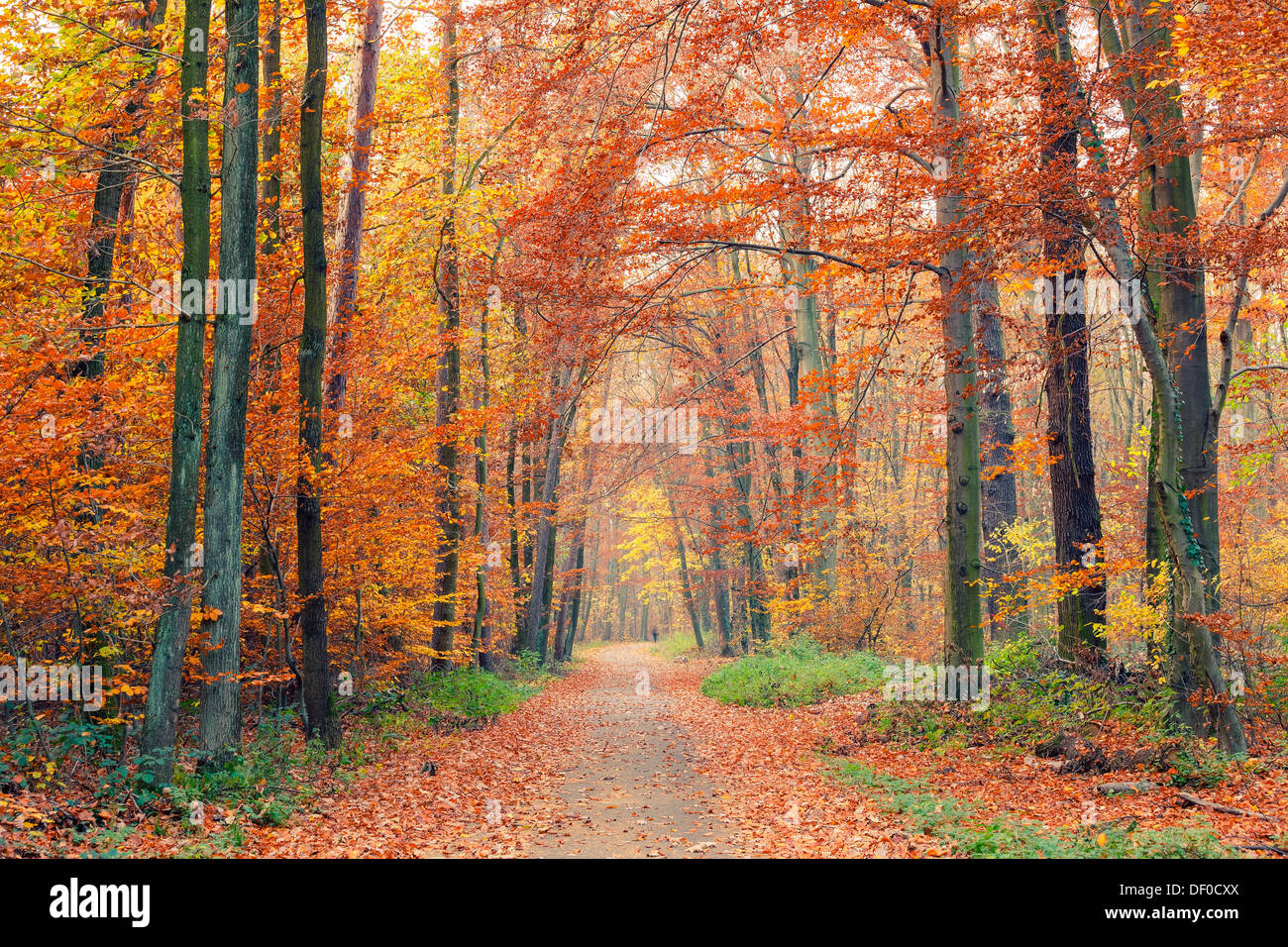 Colorful autumn park Stock Photo - Alamy