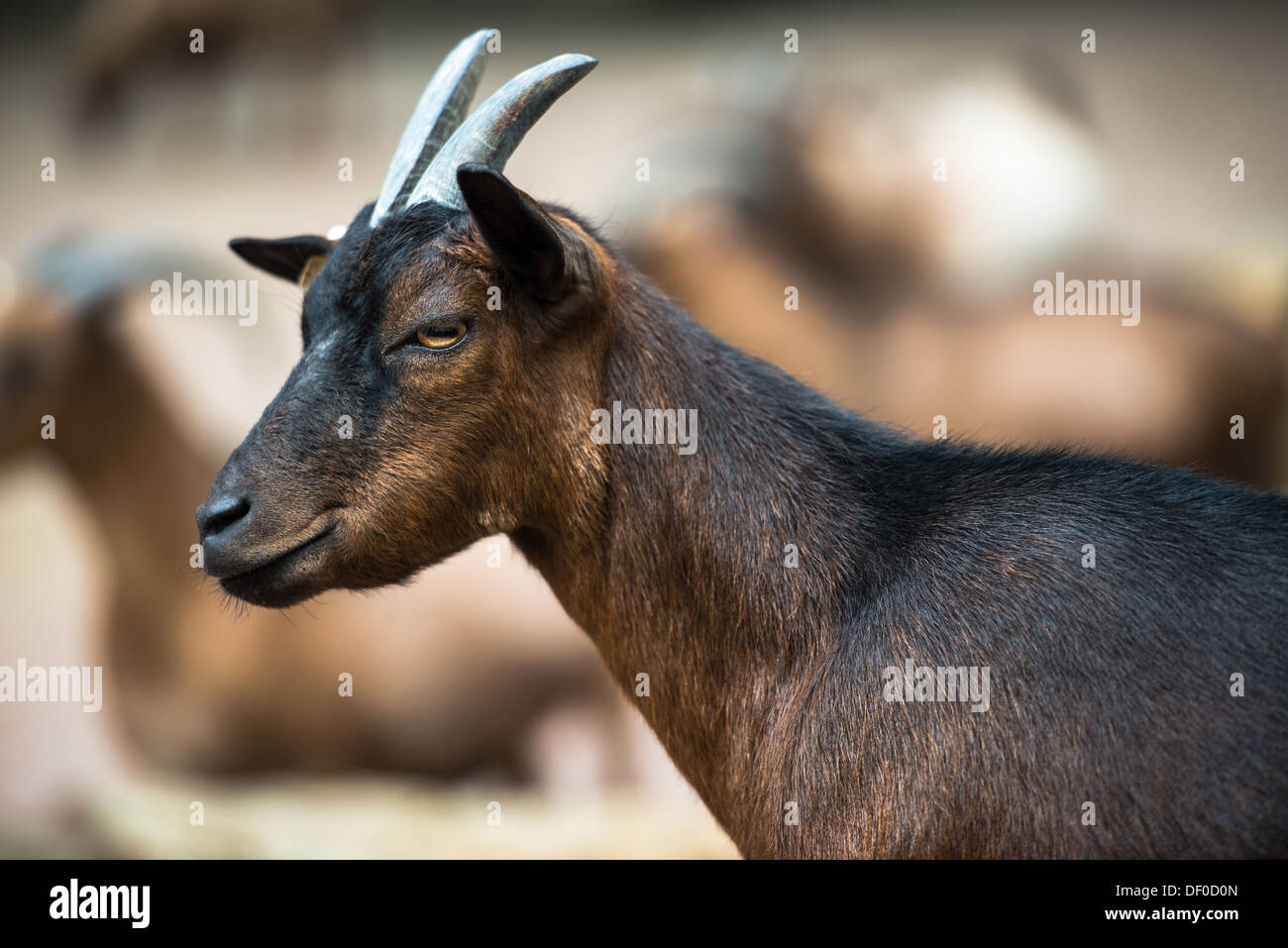 Goat nose hi-res stock photography and images - Alamy