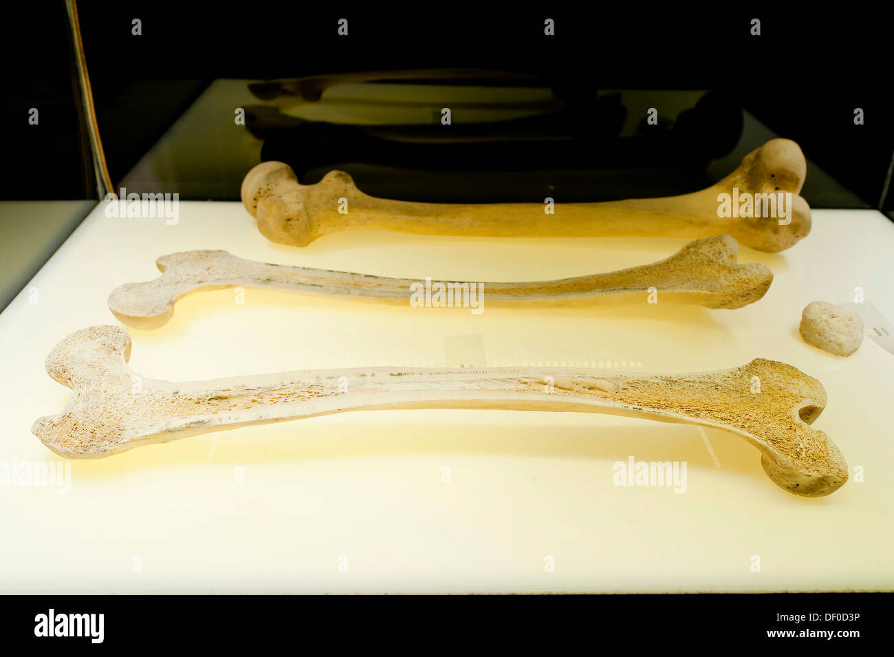 Plastination specimen of human thighbones Stock Photo - Alamy