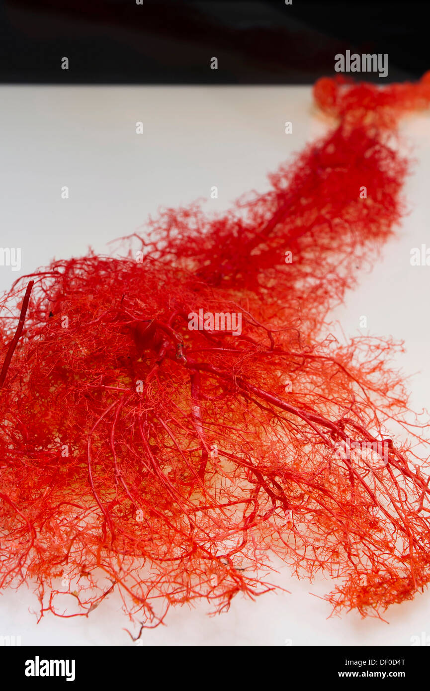 Plastination specimen of arteries of arm Stock Photo - Alamy