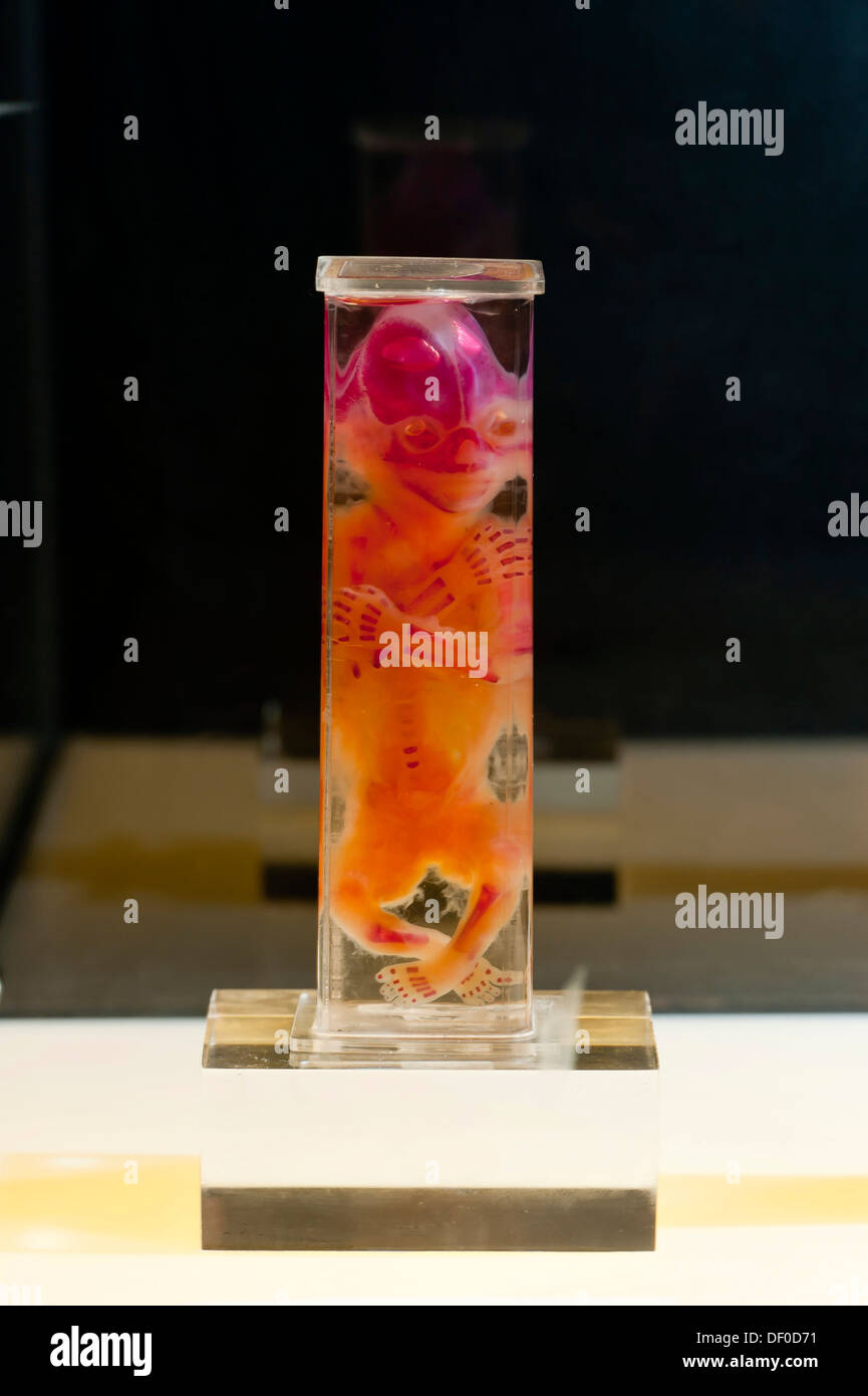 Delicate specimen of hi-res stock photography and images - Alamy