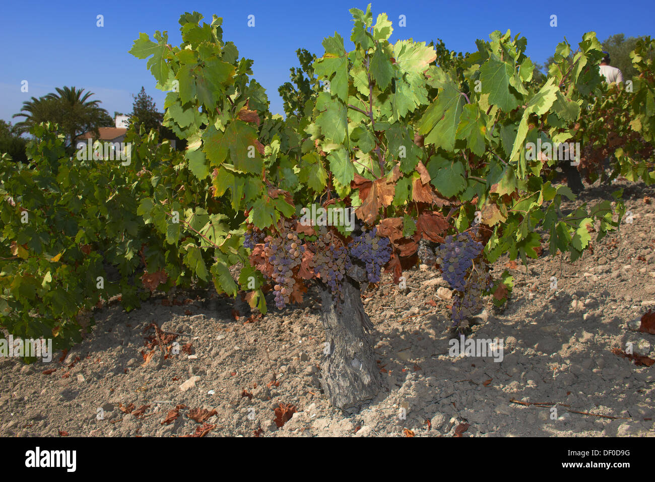 Montilla mori hi-res stock photography and images - Alamy