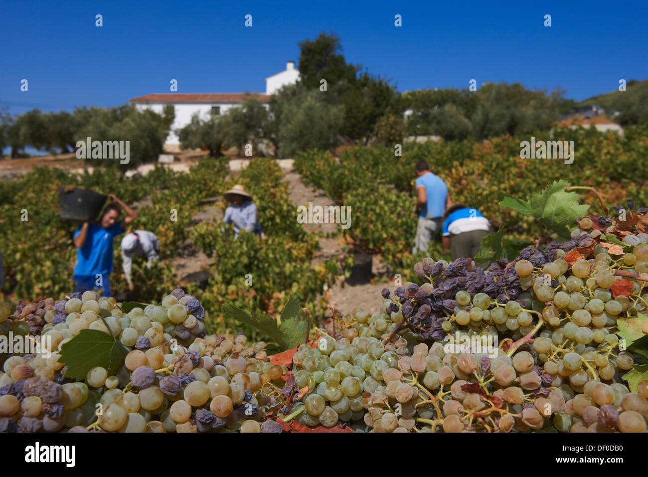 Montilla, Harvesting Pedro Ximenez wine grapes, Vintage in a vineyard ...
