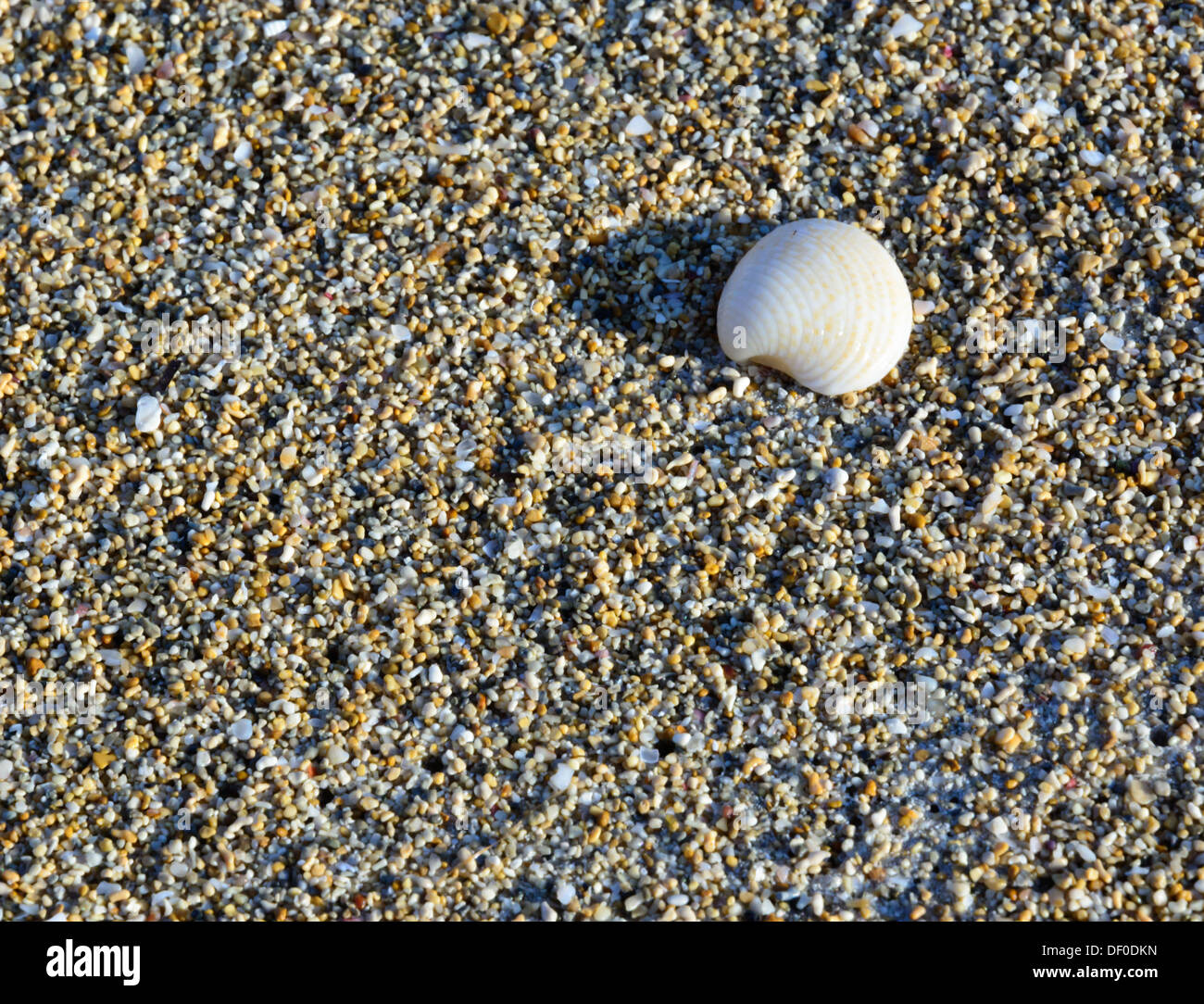 Seashell in morning sun and sand grains on a beach Stock Photo - Alamy