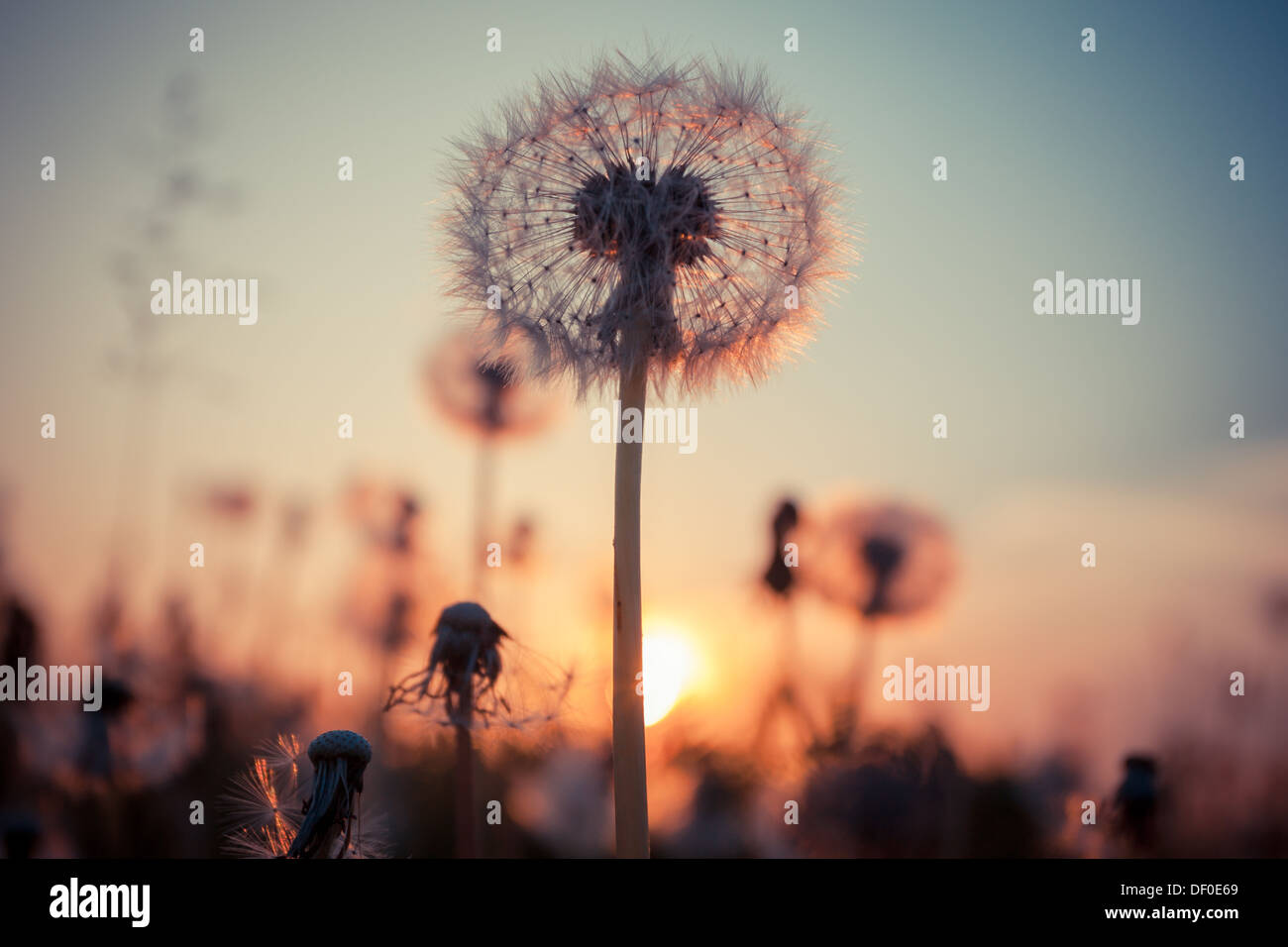 Real field hi-res stock photography and images - Alamy