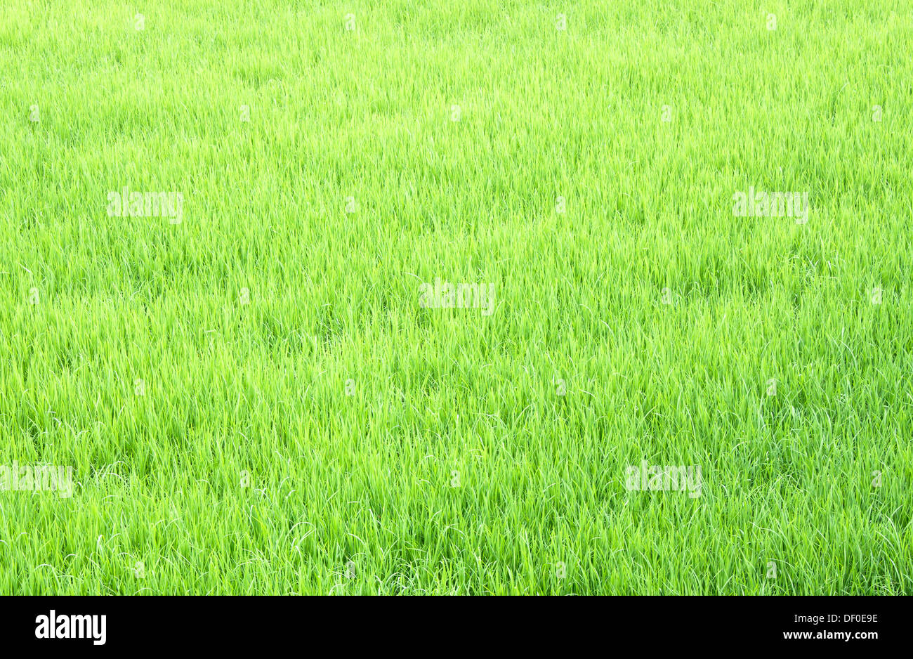 Chinese paddy fields hi-res stock photography and images - Alamy