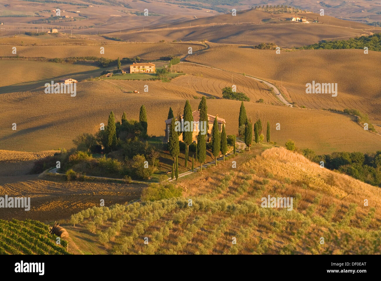 A farm house in Tuscany surrounded by olive trees and cypress trees ...