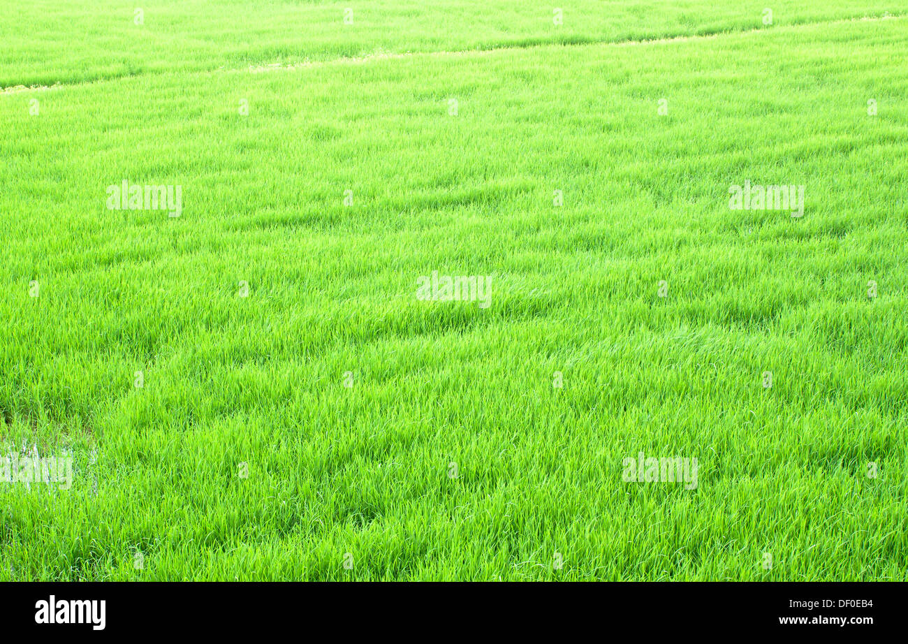 Rice fields, paddy rice in field green Stock Photo - Alamy