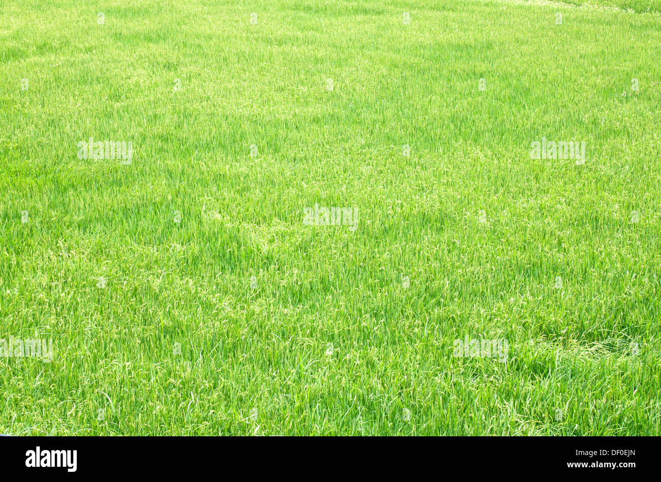 Chinese paddy fields hi-res stock photography and images - Alamy