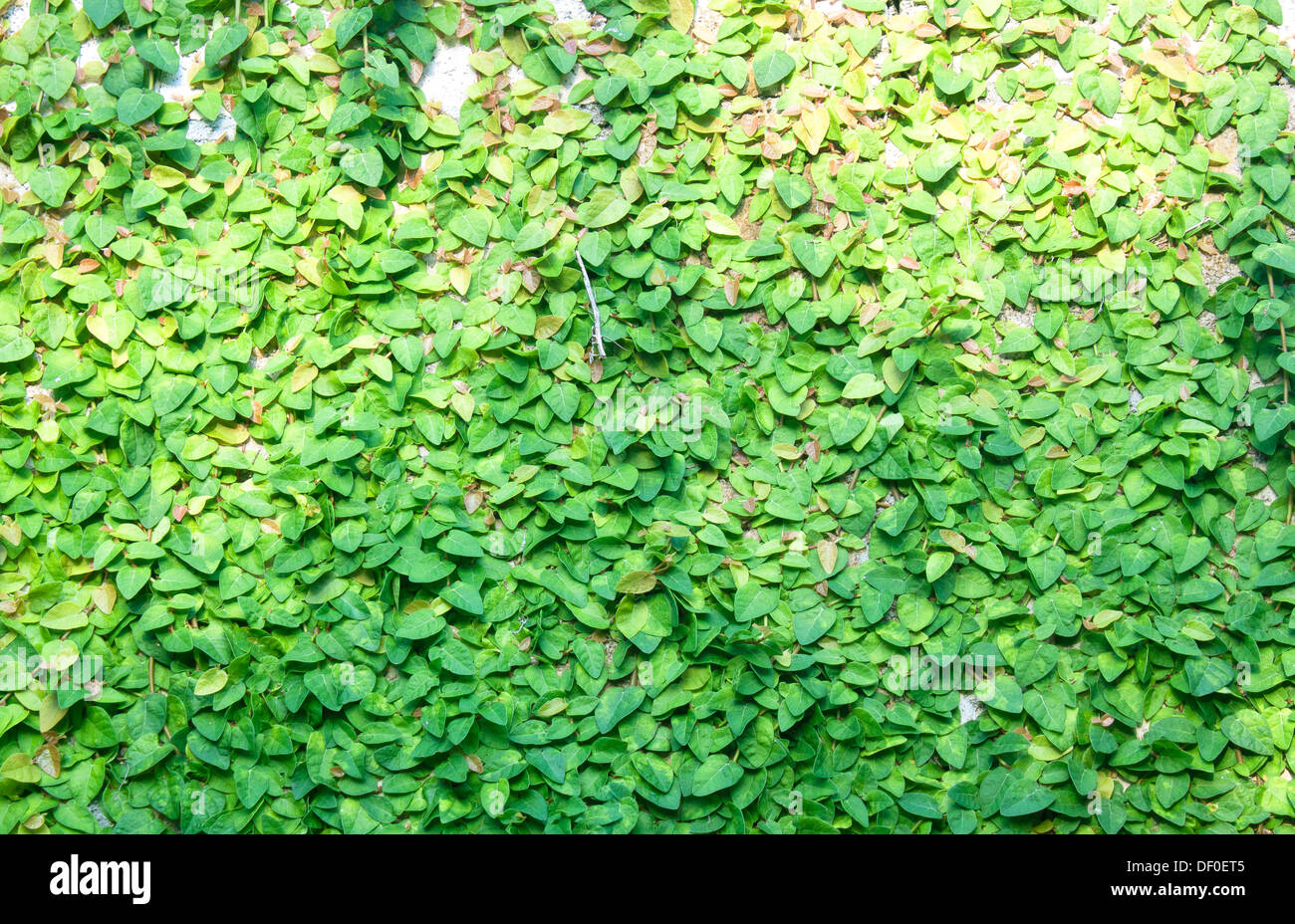 The Green Creeper Plant on the Wall Stock Photo - Alamy