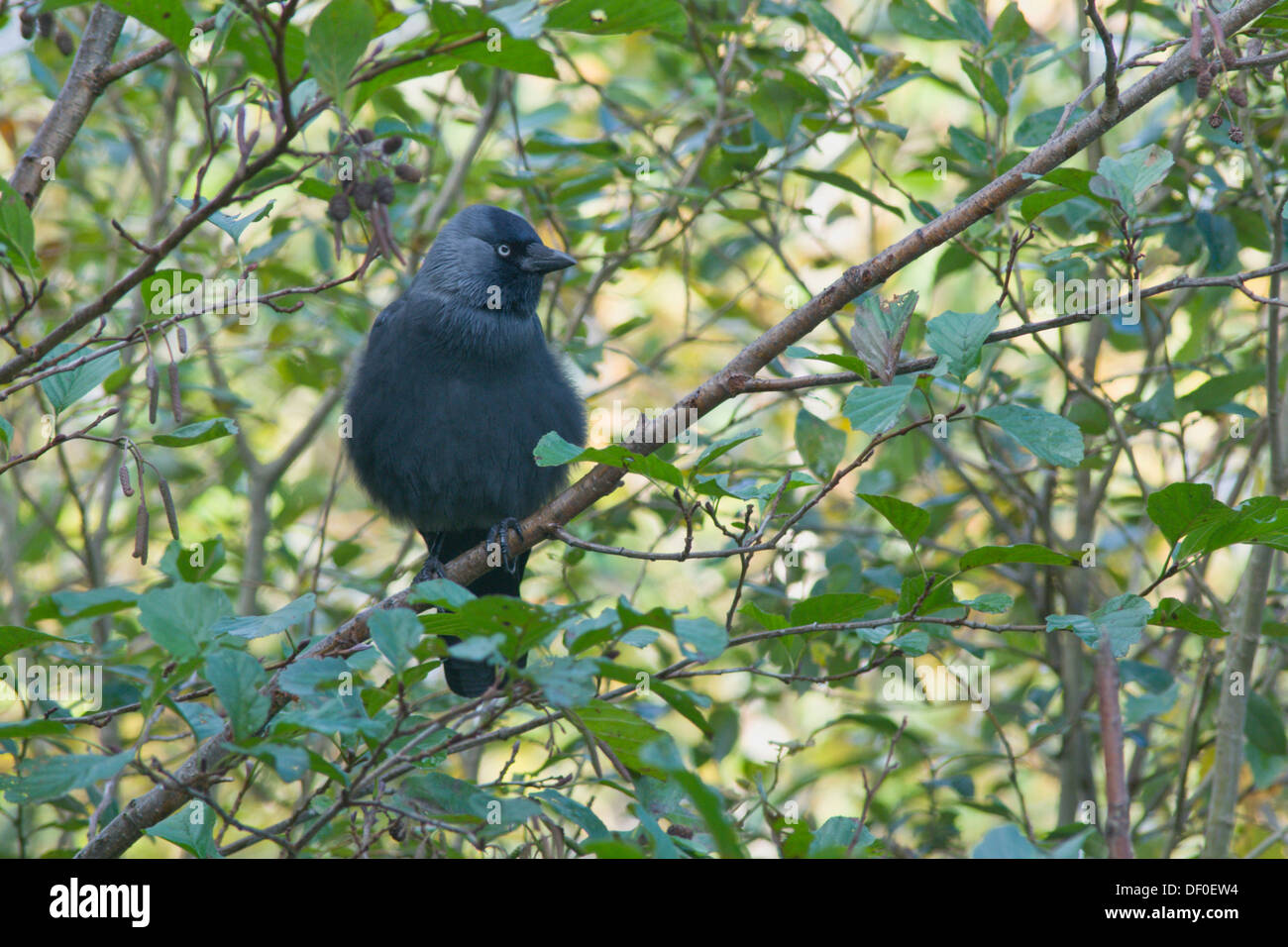 Jackdaw coloeus monedula hi-res stock photography and images - Alamy