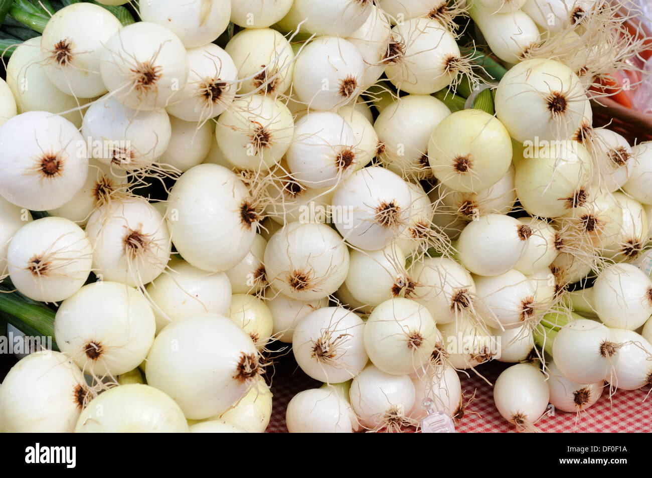 Onion on display hi-res stock photography and images - Alamy