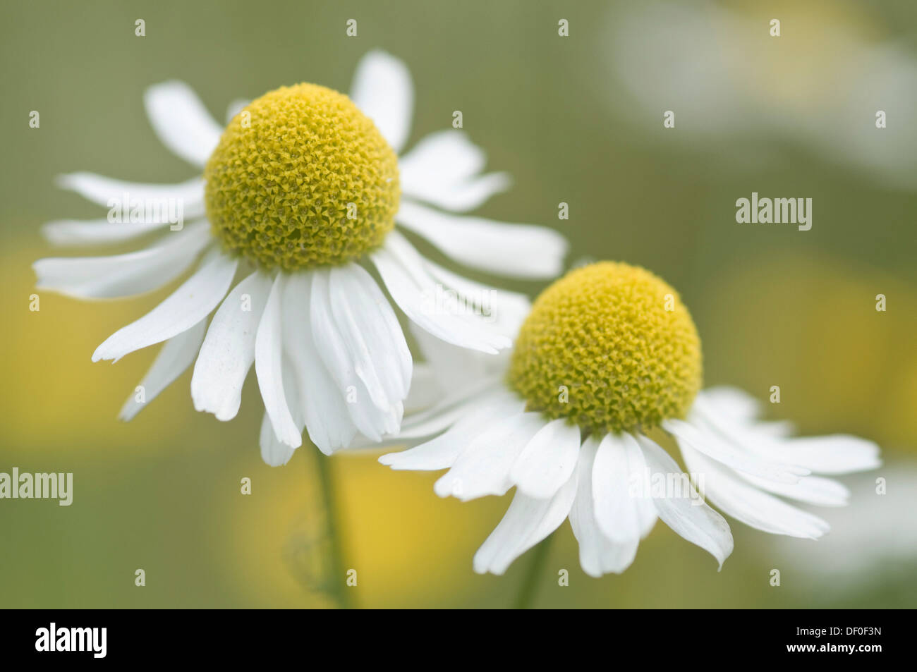 Scentless Mayweed, Scentless Chamomile, Corn Mayweed, Corn Feverfew ...