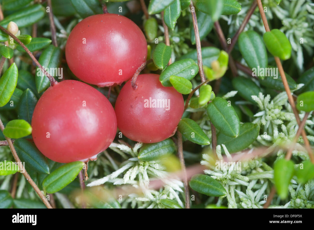 Cranberries (Vaccinium oxycoccus), Niederlagen, Emsland region, Lower ...