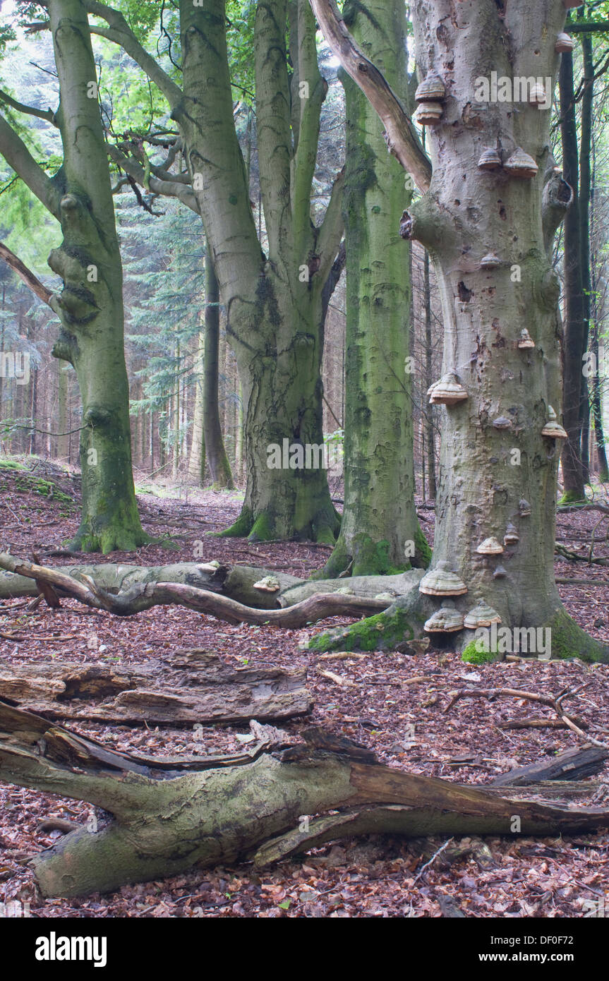 Beech forest fagus sylvatica tinner hi-res stock photography and images ...