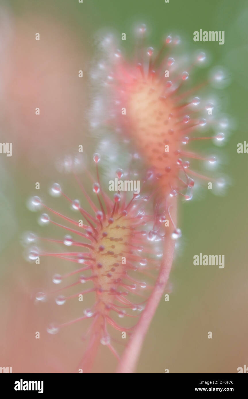 Oblong-leaved Sundew or Spoonleaf Sundew (Drosera intermedia), Haren ...