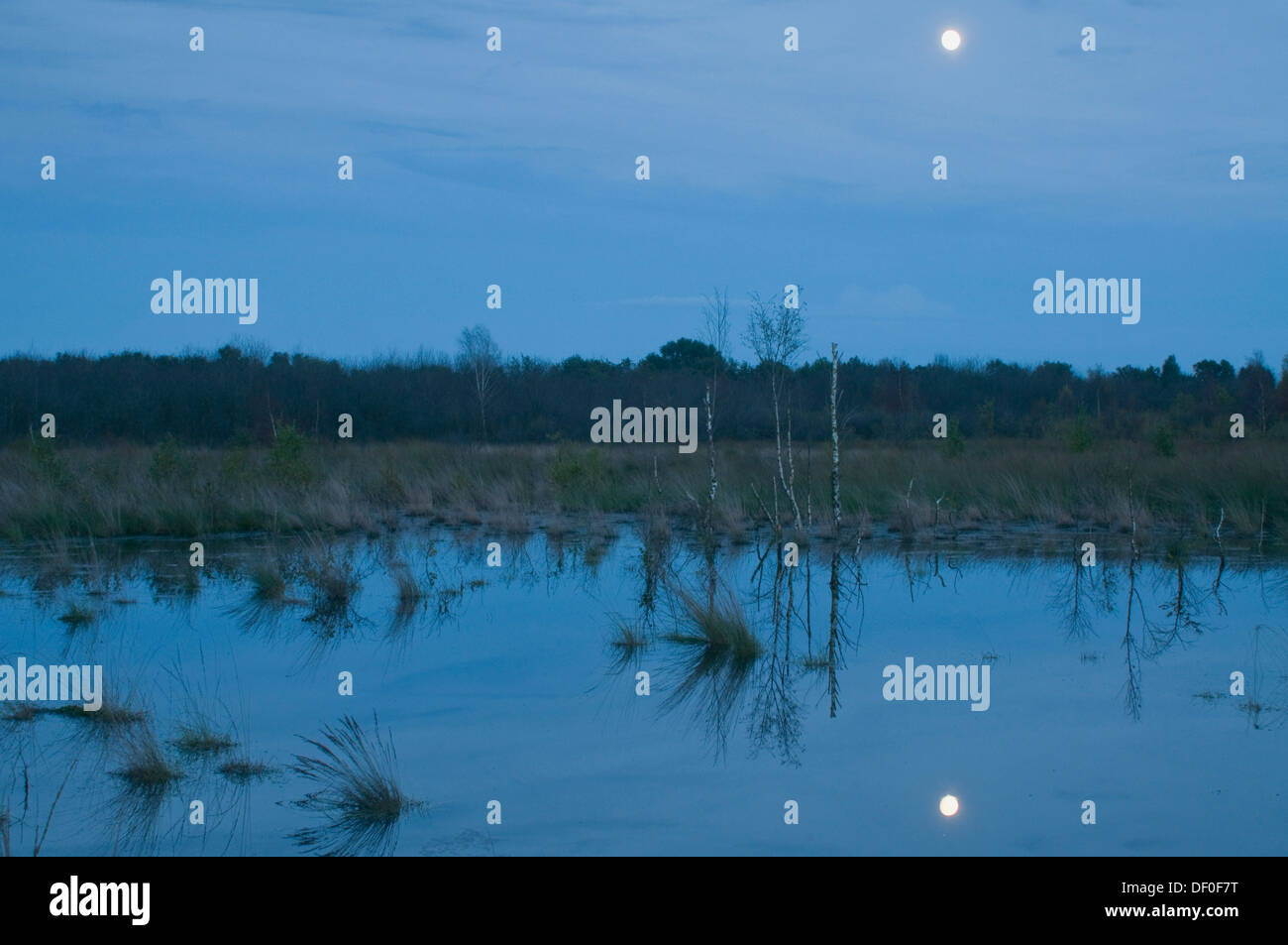 Full moon marsh hi-res stock photography and images - Alamy