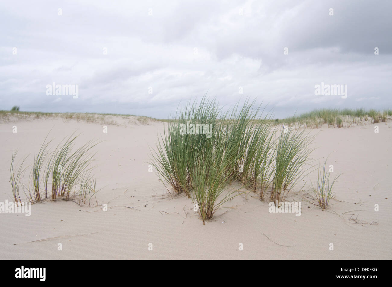 European Marram Grass or European Beachgrass (Ammophila arenaria), dune ...
