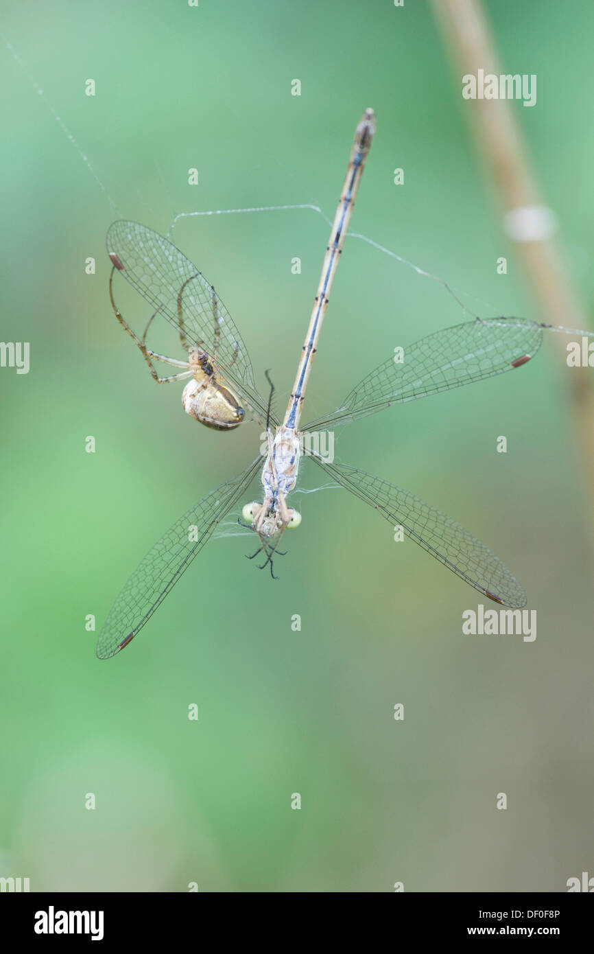 Emerald Spider High Resolution Stock Photography and Images - Alamy