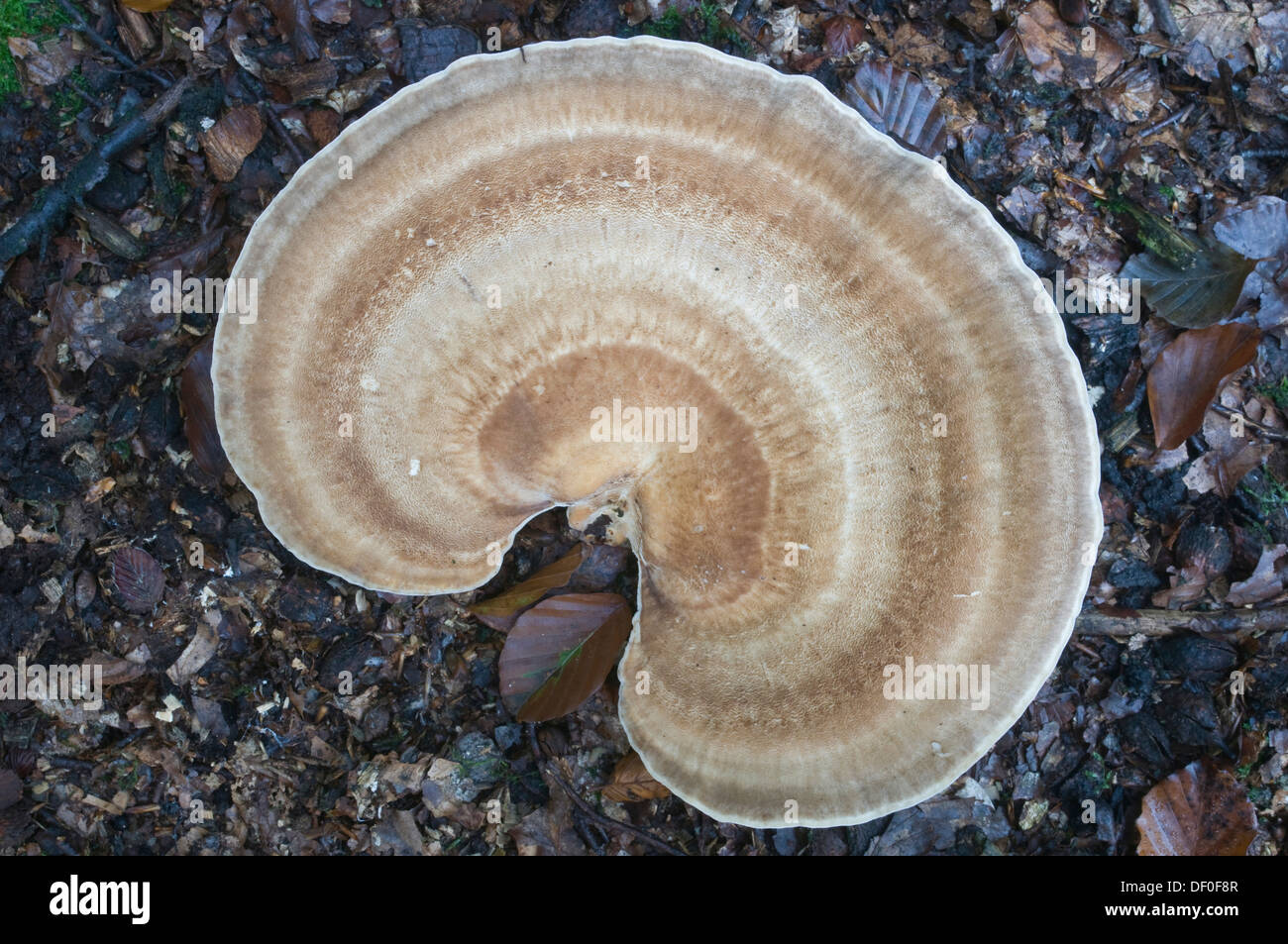 Black staining polypore hi-res stock photography and images - Alamy