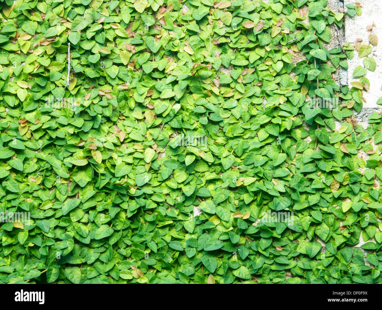 The Green Creeper Plant on the Wall Stock Photo - Alamy