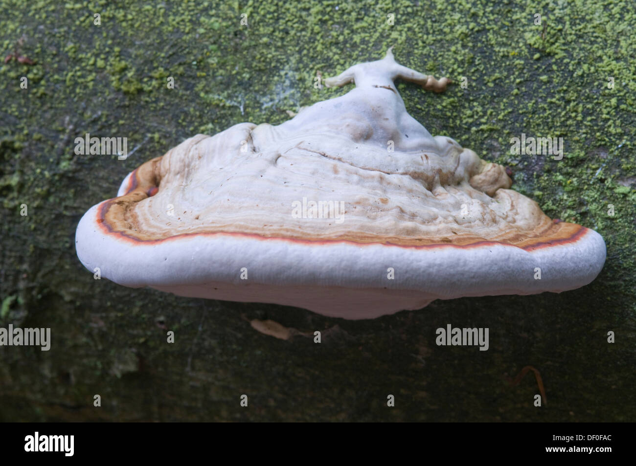Hoof fungus fomes fomentarius hi-res stock photography and images - Alamy