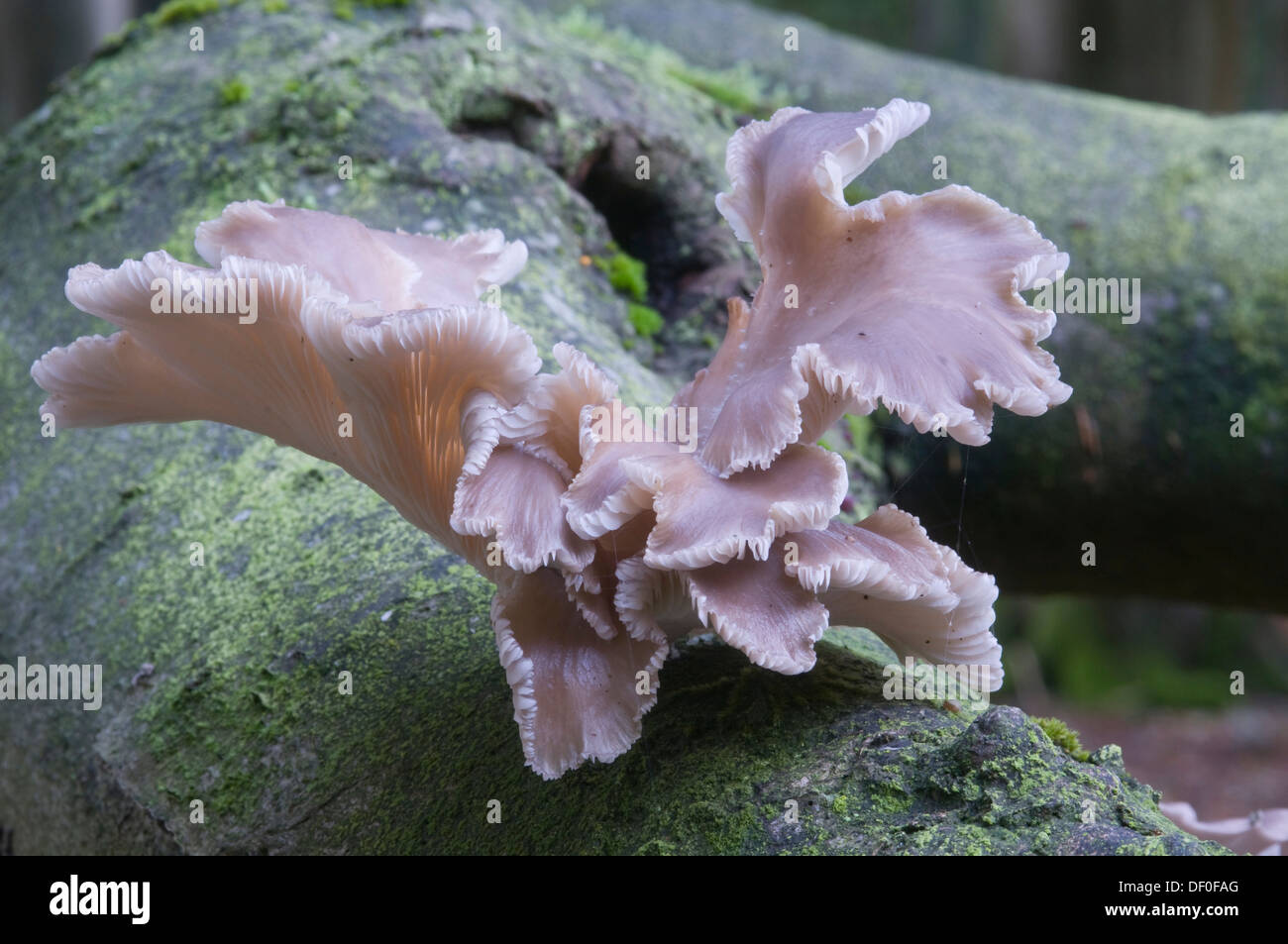 Branched Oyster mushroom (Pleurotus cornucopiae), Tinne Loh, Haren ...