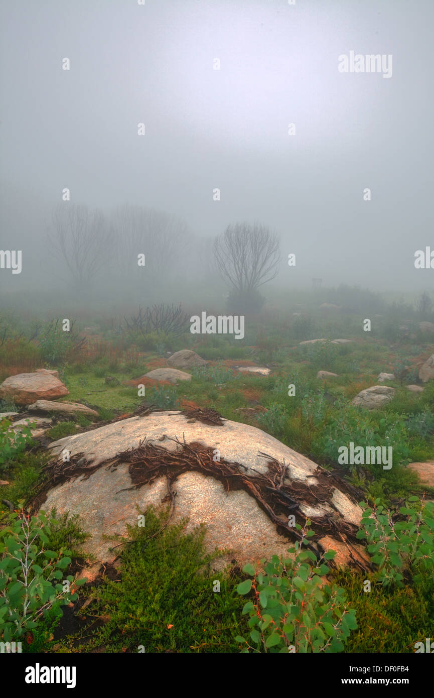 Burnt bush hi-res stock photography and images - Alamy